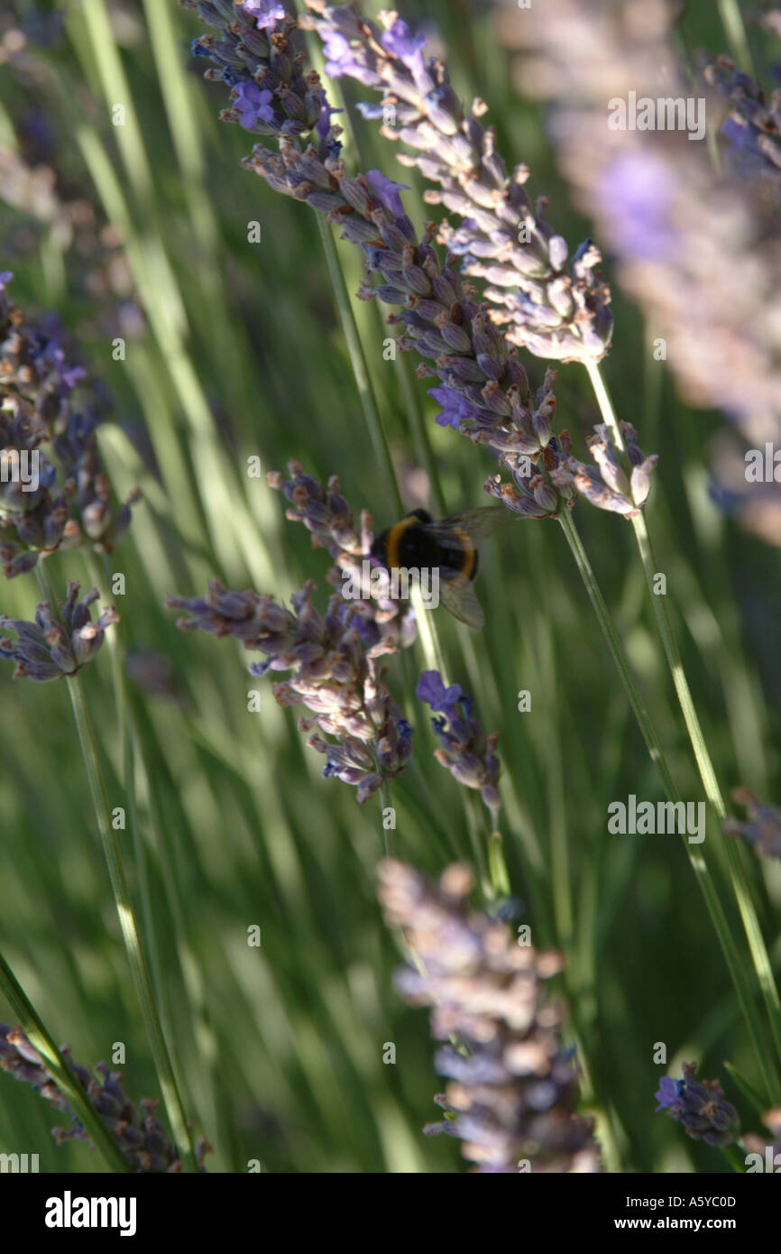 bees collect pollen from a lavender bush Stock Photo - Alamy