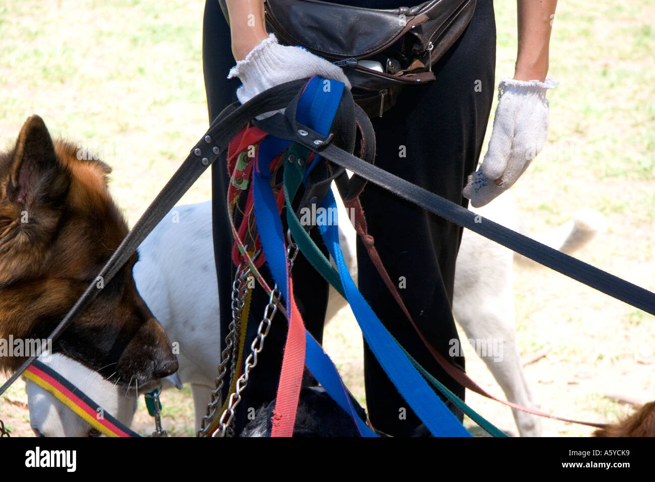 Tangle of dog hi-res stock photography and images - Alamy