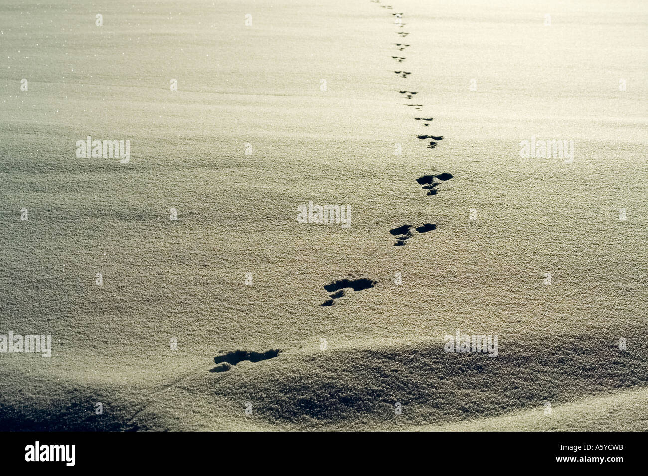 Hare paw prints hi-res stock photography and images - Alamy