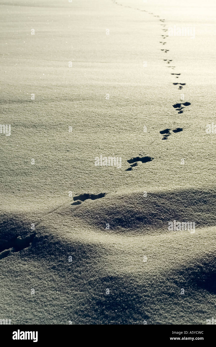 Hare paw prints hi-res stock photography and images - Alamy