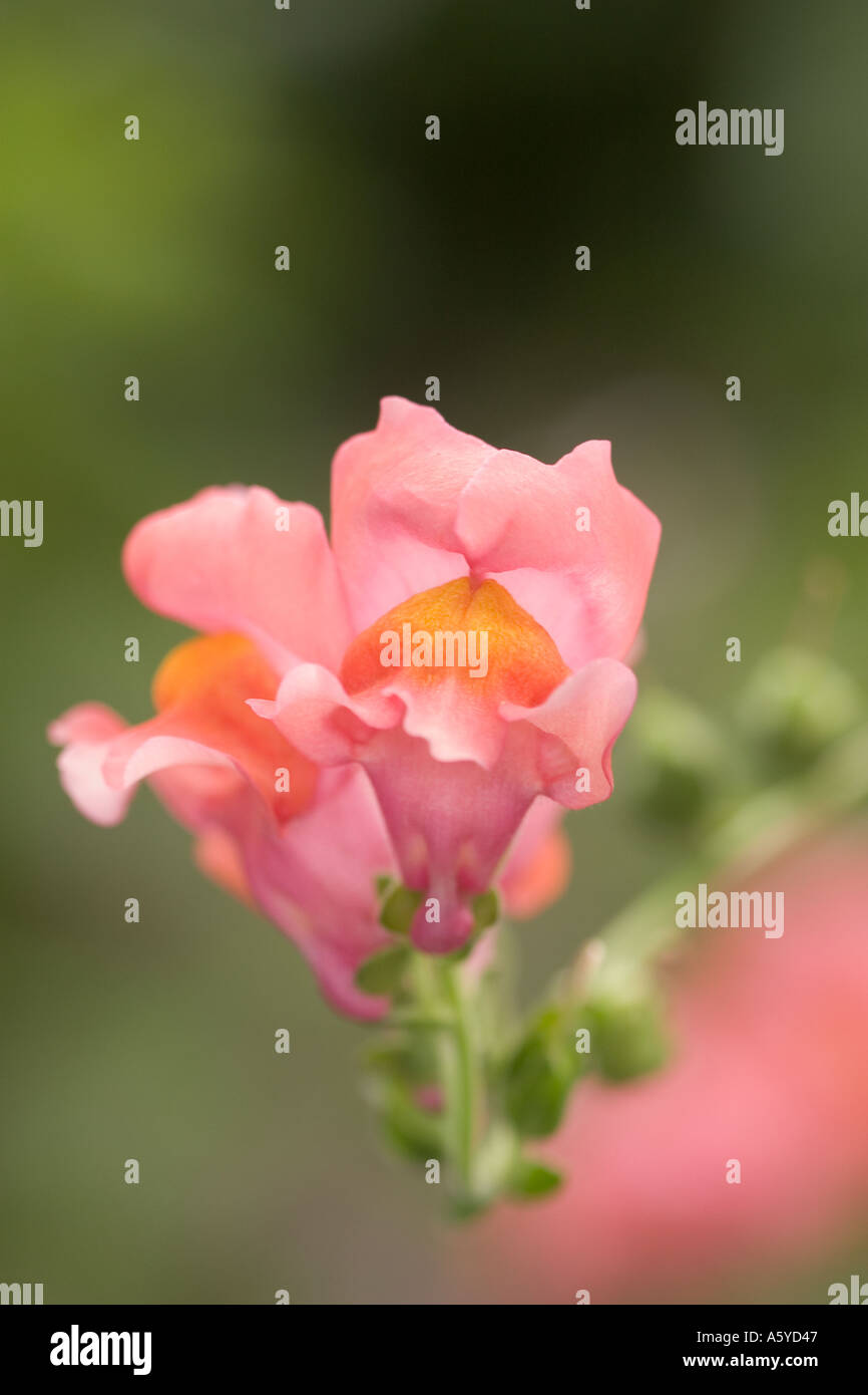 Orange snapdragon flowers Stock Photo - Alamy
