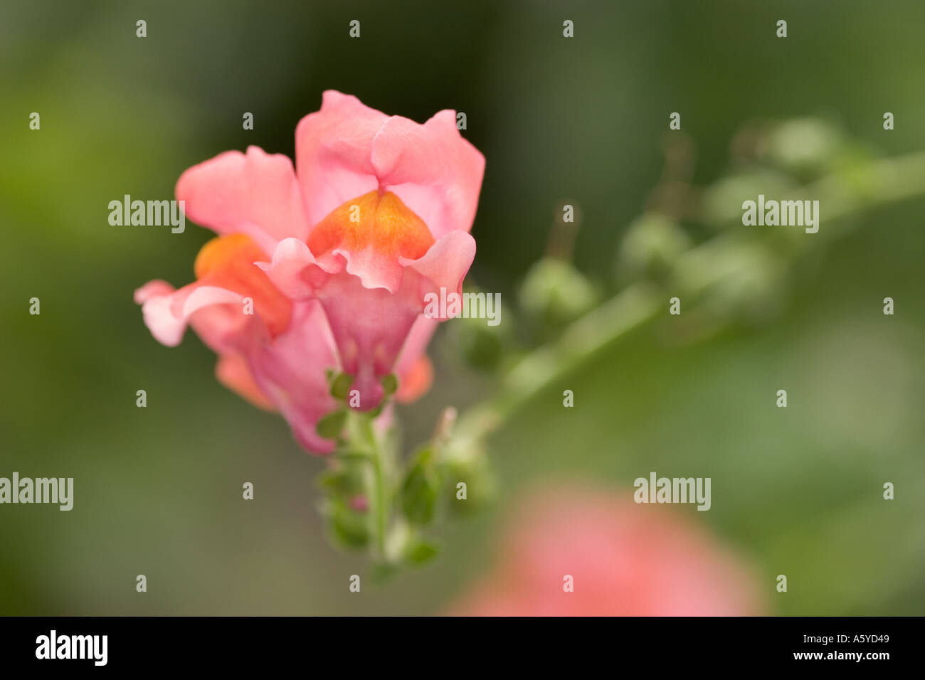 Orange snapdragon flowers Stock Photo - Alamy