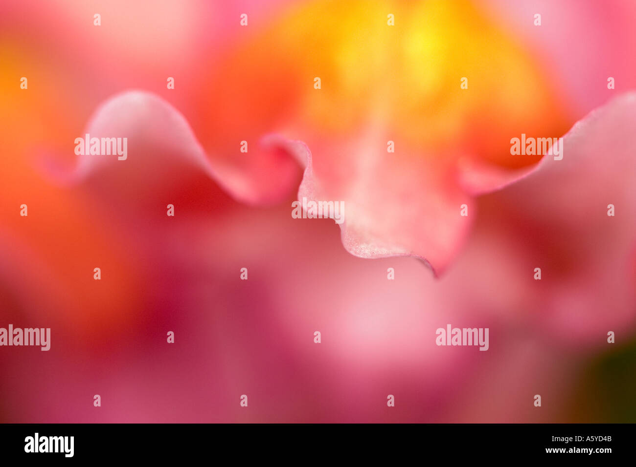Orange snapdragon flower Stock Photo - Alamy