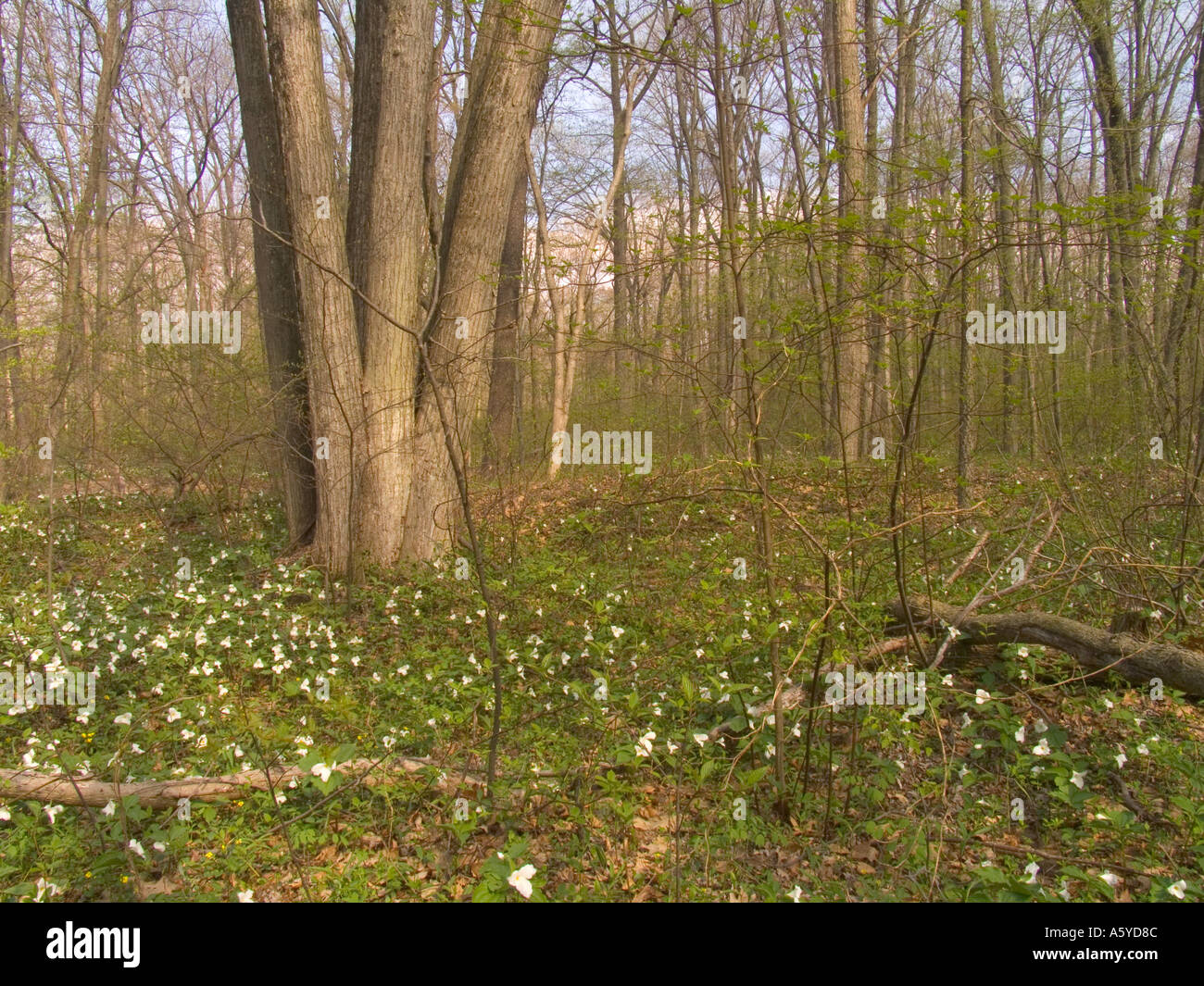 Eastern deciduous forest and spring eqhemeral wildflowers Warren Dunes ...