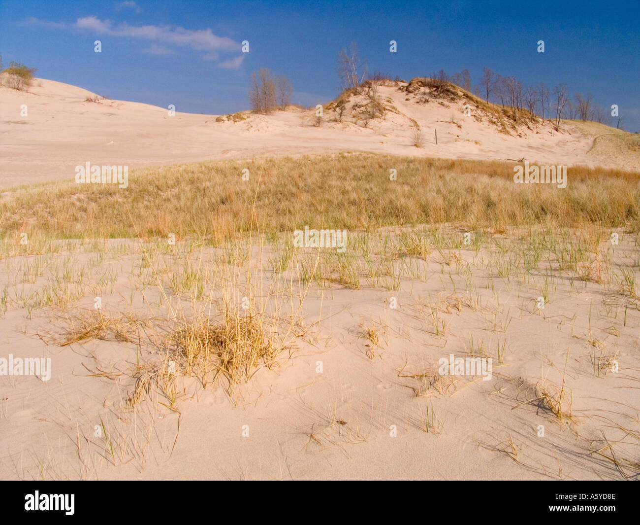 Dune field and grasses Warren Dunes State Park Michigan USA Stock Photo ...