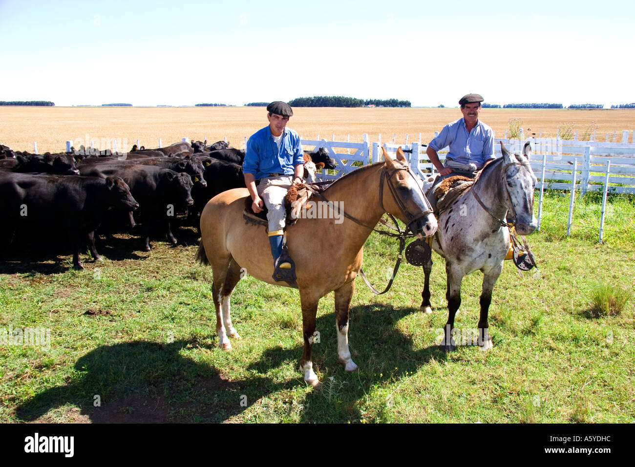 Gaucho cowboys on horseback near Necochea, Argentina Stock Photo - Alamy