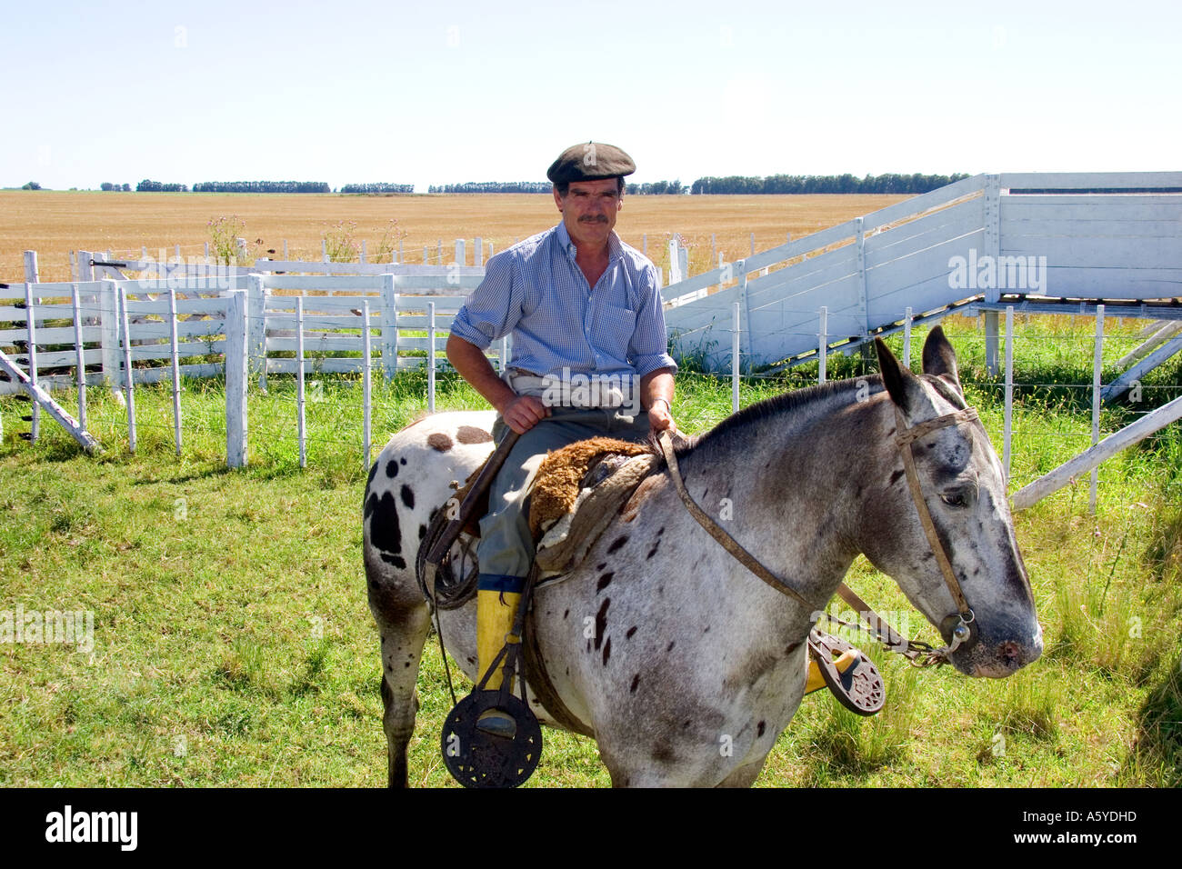 Gaucho cowboy on horseback near Necochea, Argentina Stock Photo - Alamy