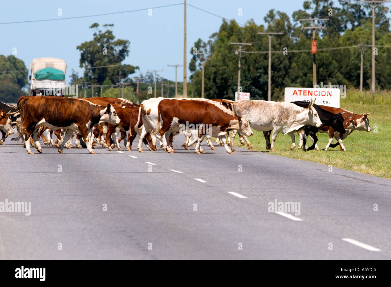 Cattle crossing the road near Neccochea, Argentina Stock Photo - Alamy