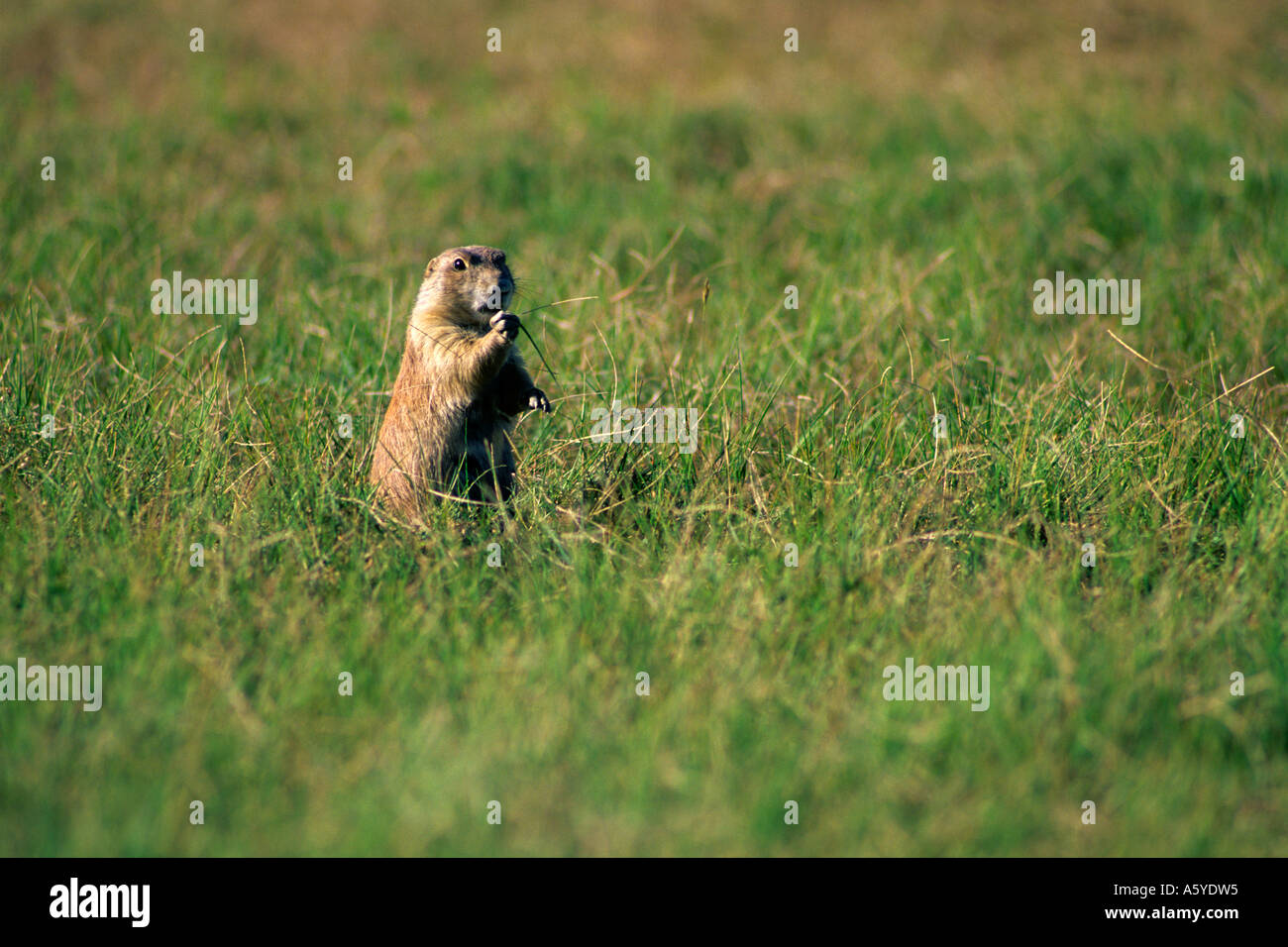 American prairie dog hi-res stock photography and images - Alamy