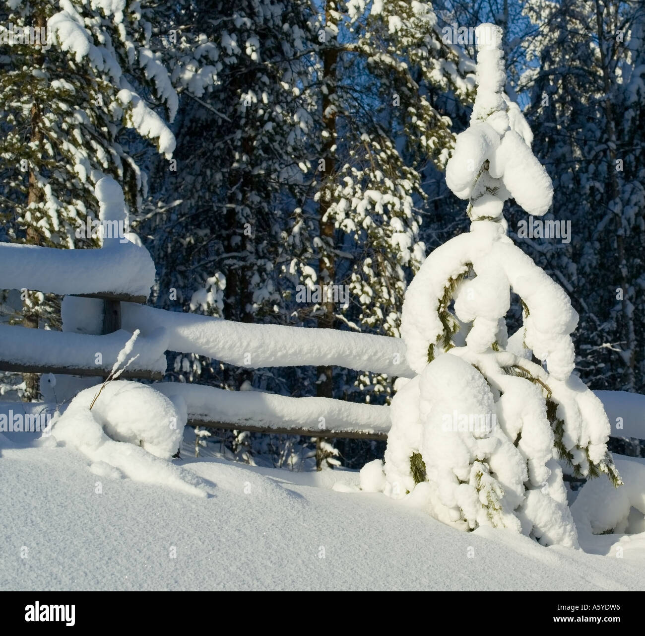 Snow covered forest in sotkamo finland hi-res stock photography and ...