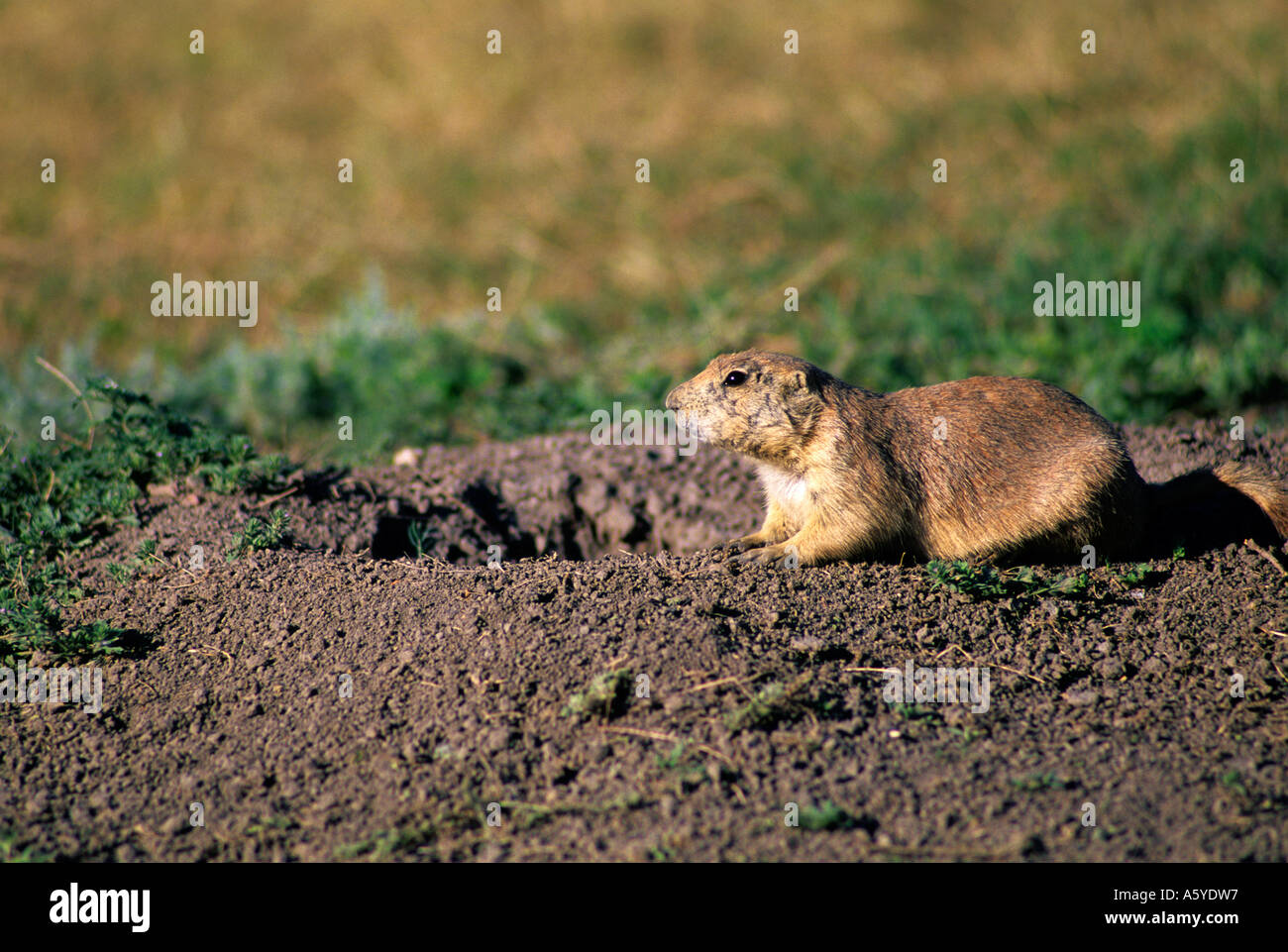 American prairie dog hi-res stock photography and images - Alamy