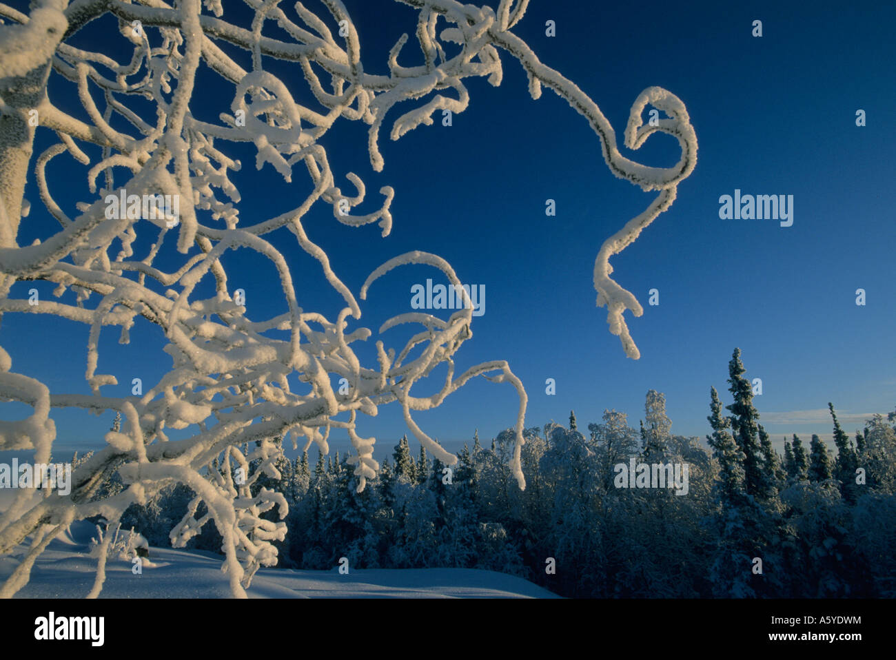 Ice-covered trees in winter, Yellowknife area, Northwest Territories ...