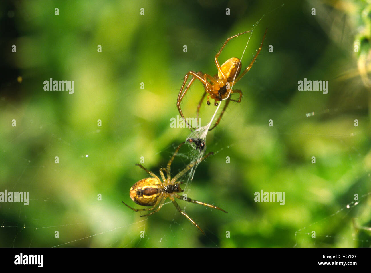 Hunter spiders hi-res stock photography and images - Alamy