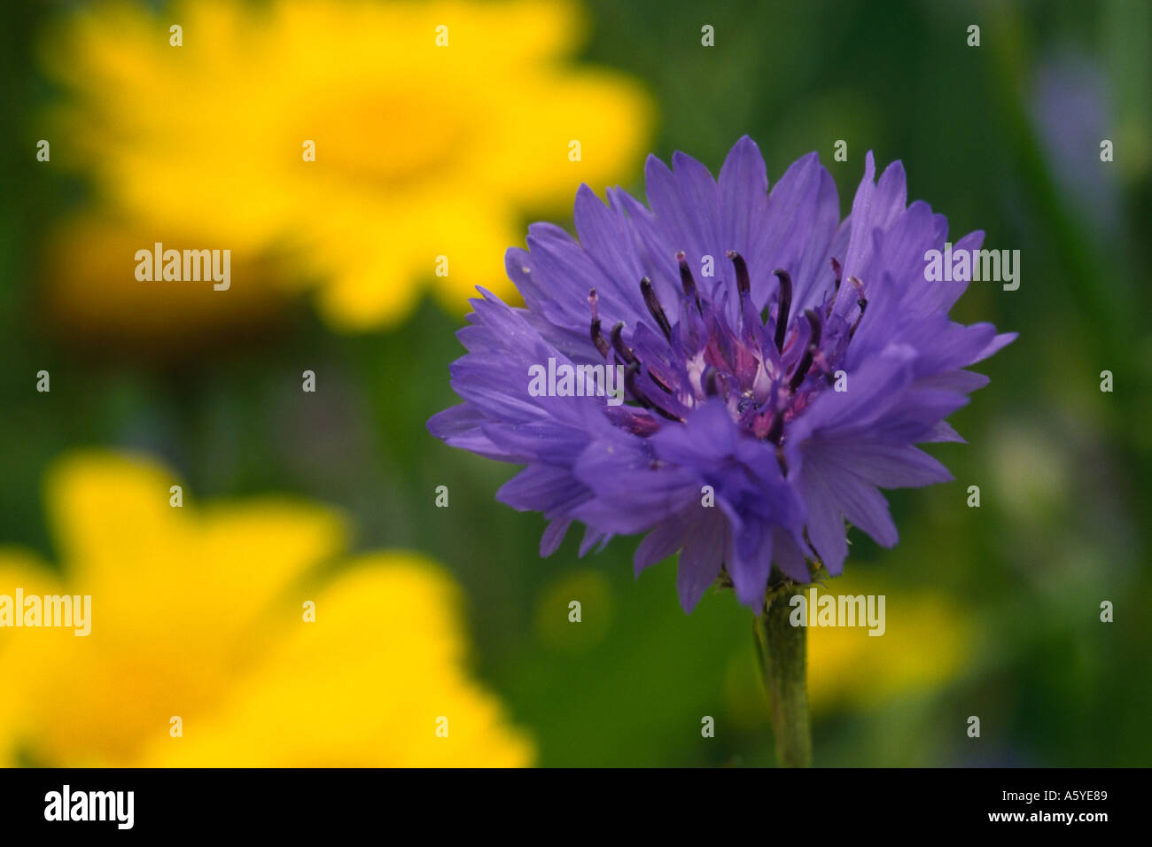 Deep blue cornflower centaurea cyanus among yellow corn marigolds ...