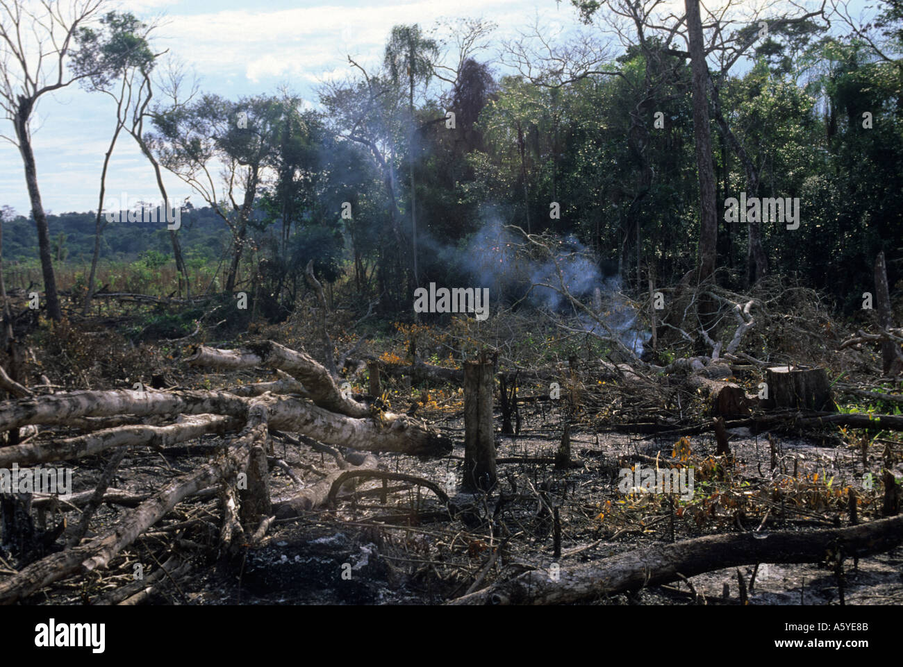 Paraguay deforestation hi-res stock photography and images - Alamy