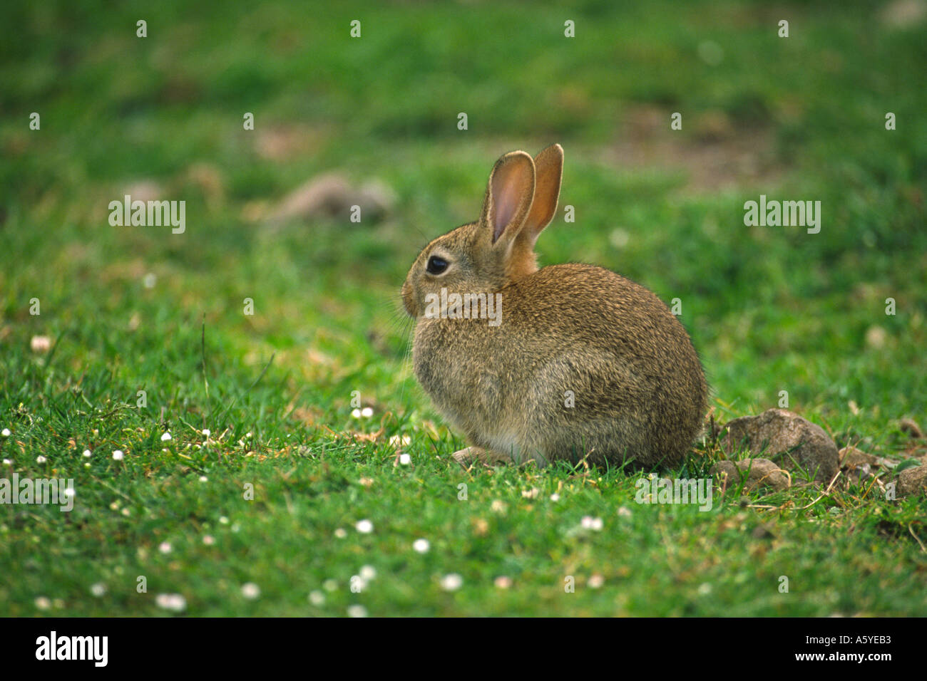 wild rabbit Oryctolagus cuniculus sitting on grass Stock Photo - Alamy