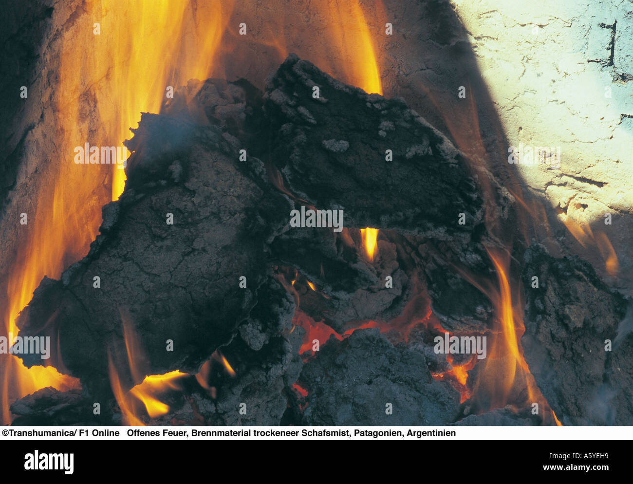 Close-up of dry sheep droppings burning, Patagonia, Argentina Stock ...