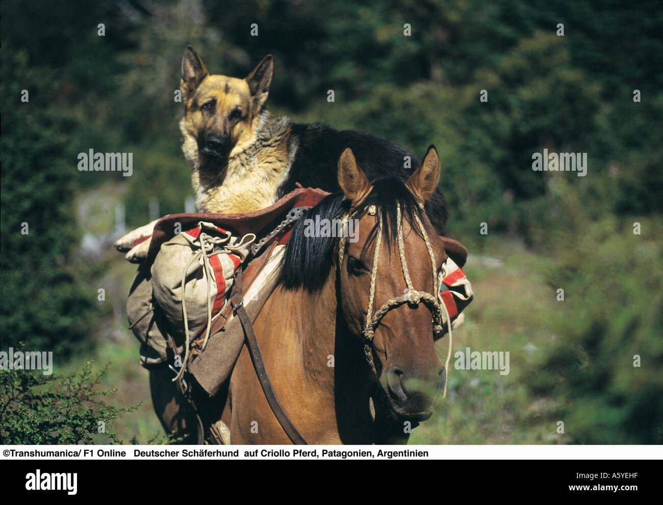 German shepherd lying on horseback, Patagonia, Argentina Stock Photo ...