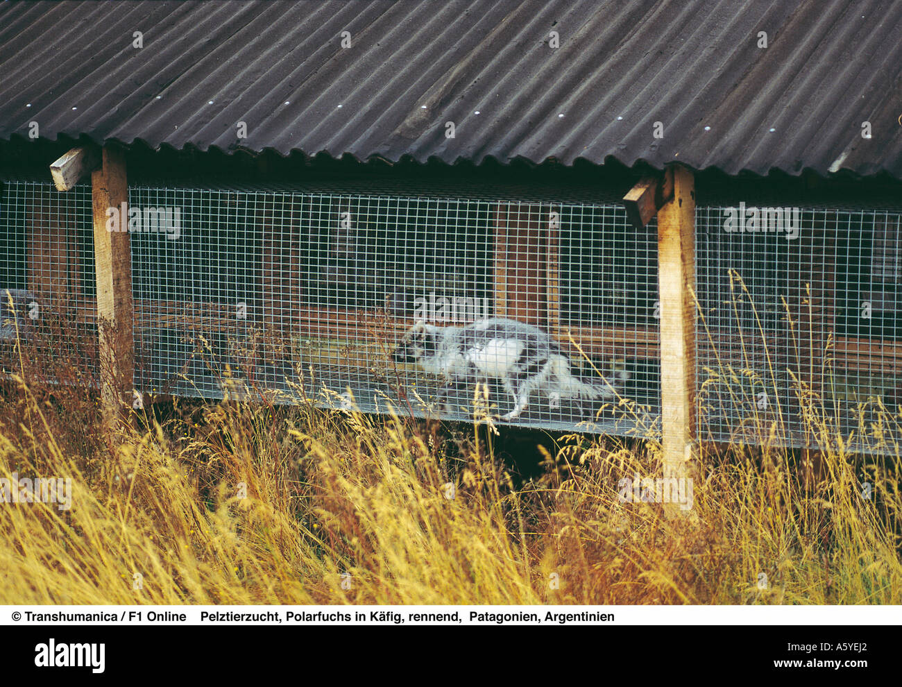 Arctic fox at breeding station, Patagonia, Argentina, South America ...