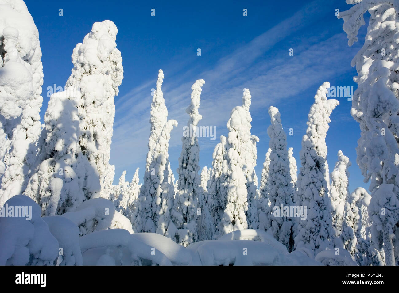 Finland Cool Forest Climate High Resolution Stock Photography and ...