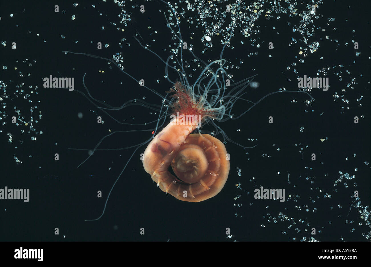 Close up of worm underwater hi-res stock photography and images - Alamy