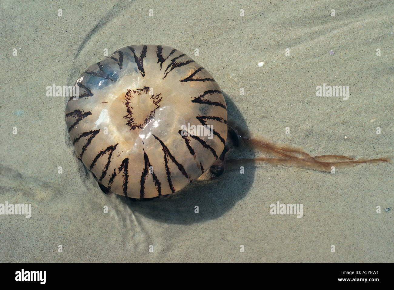 Close-up of Jellyfish on sand, Germany, Europe Stock Photo - Alamy