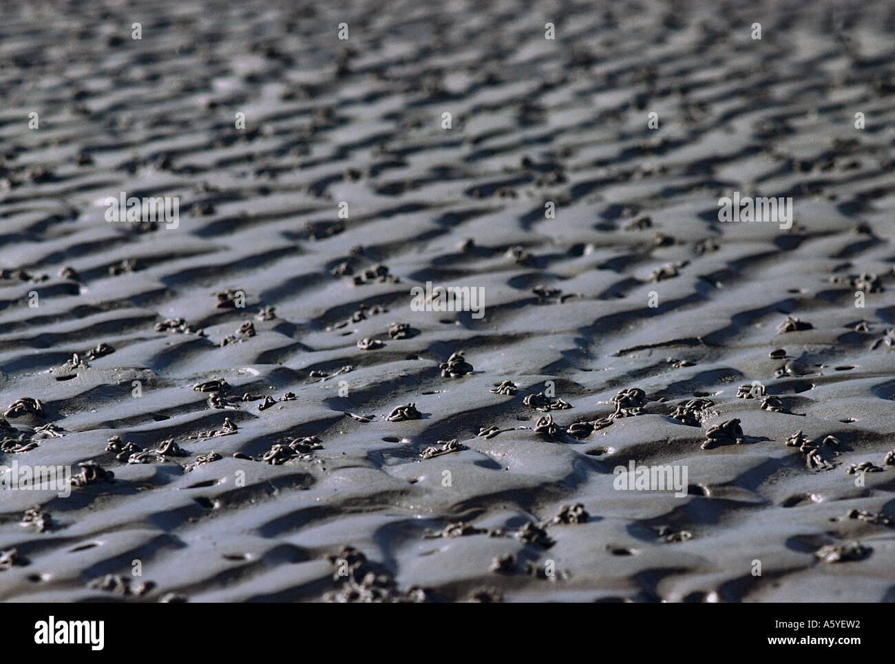 mud flats with excrements of worms (arenicola marina , amrum germany ...