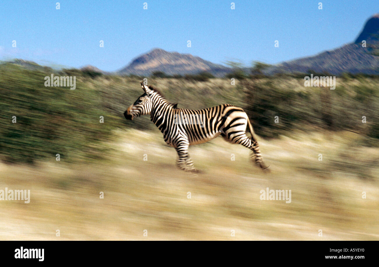 zebra (equus grevy) in full gallop, namibia Stock Photo - Alamy