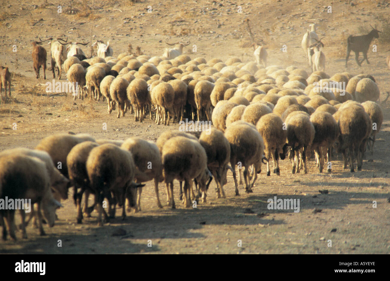 Goats and sheep walking hi-res stock photography and images - Alamy
