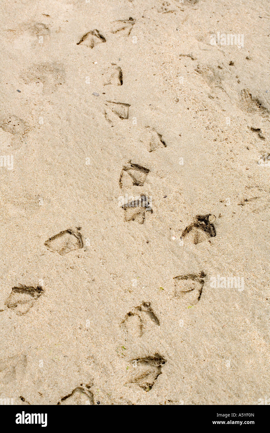 Duck footprints sand beach hi-res stock photography and images - Alamy
