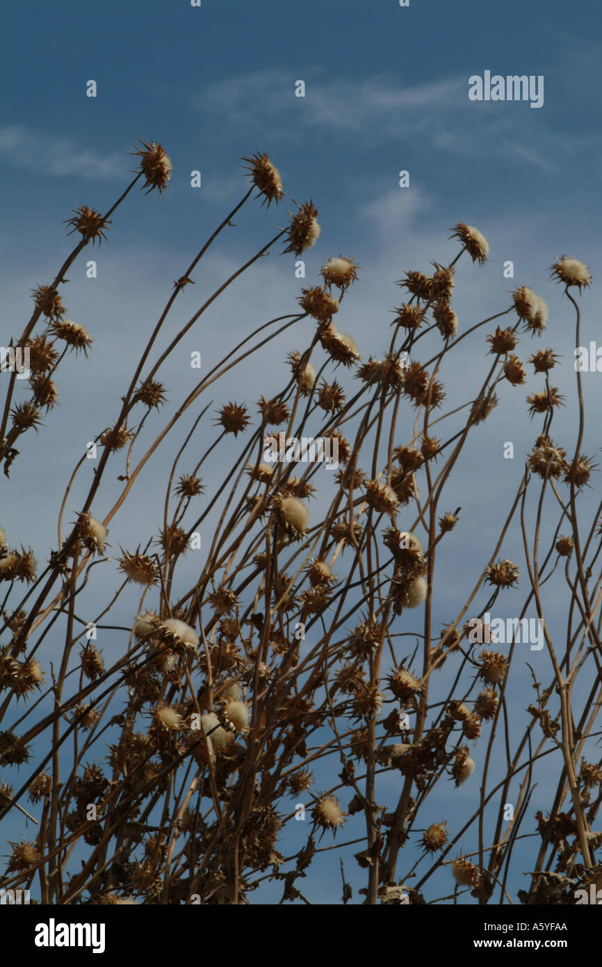 Dessicated flowers hi-res stock photography and images - Alamy