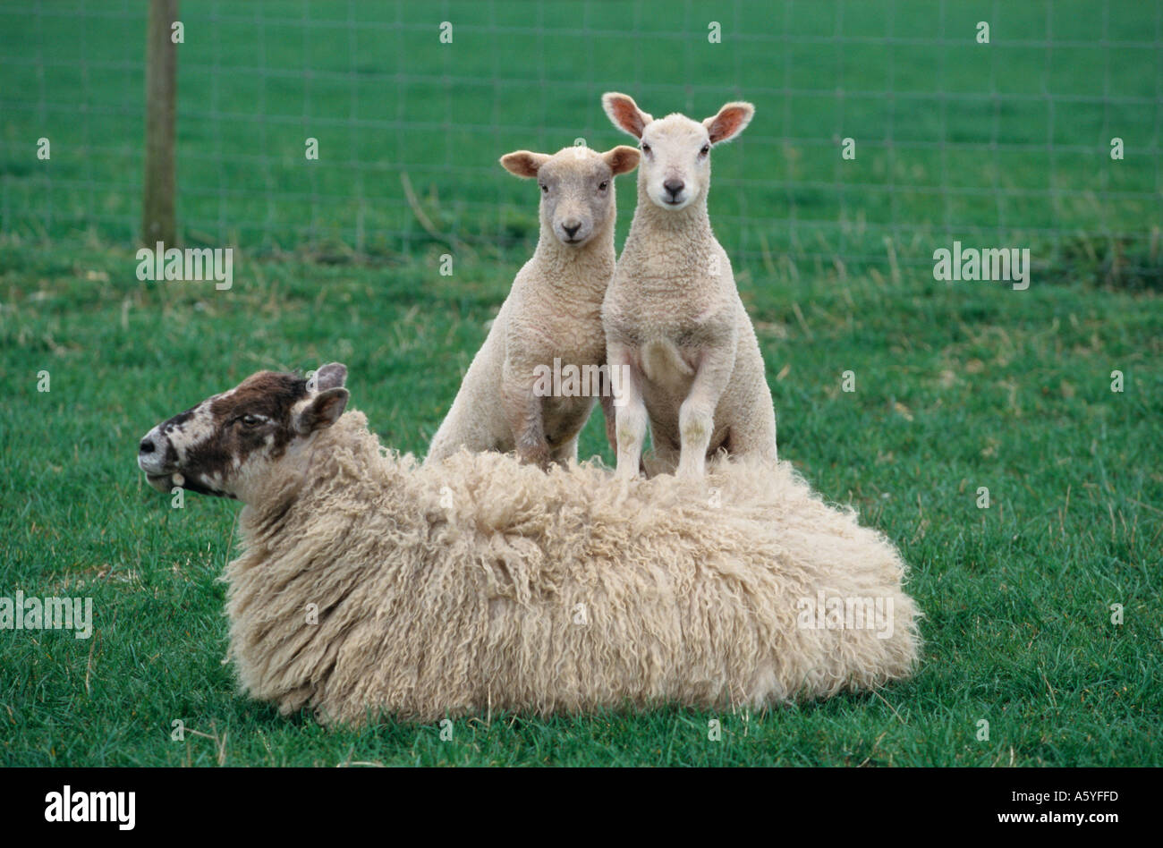 Lambs spring naughty hi-res stock photography and images - Alamy