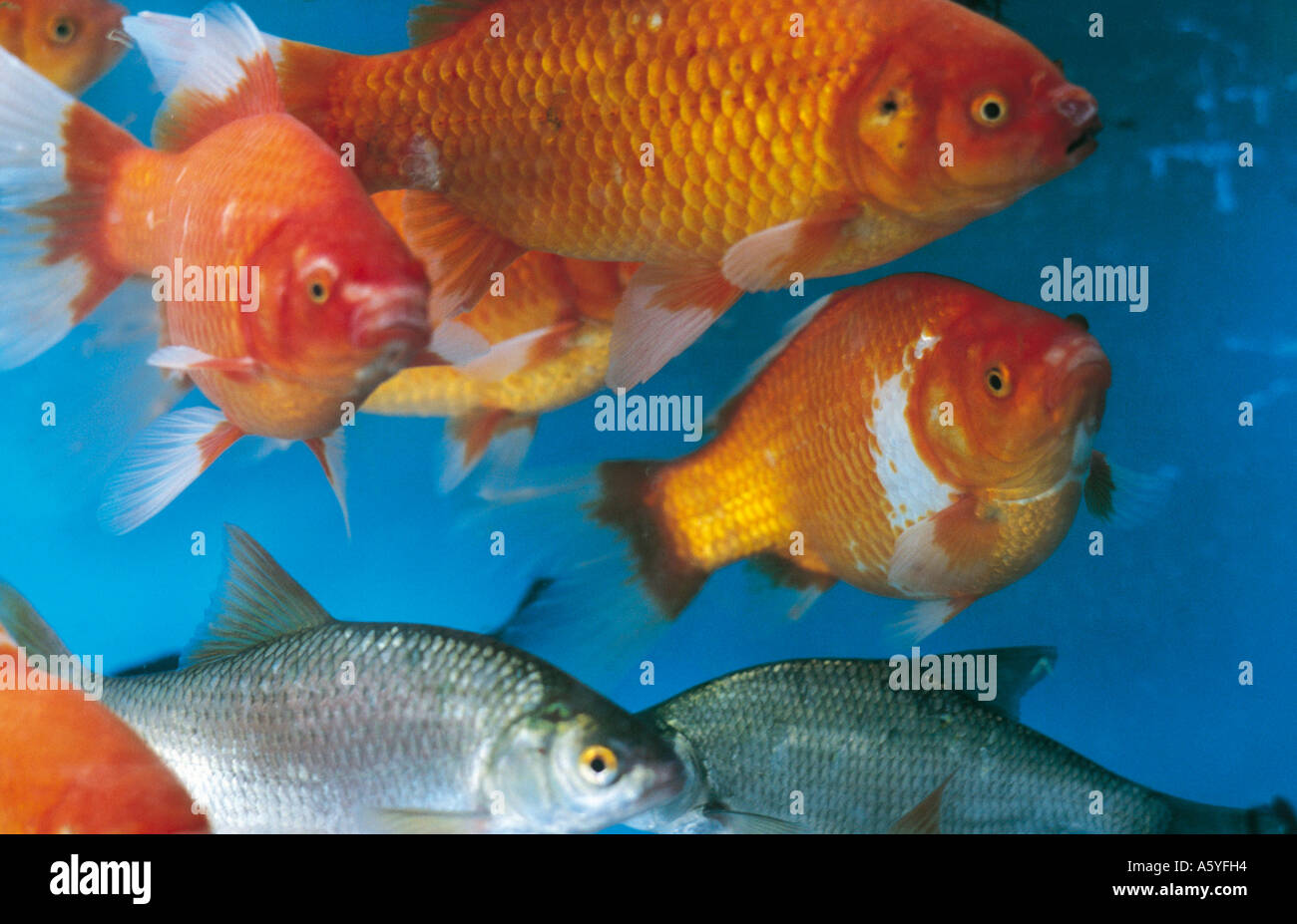 Aquarium paris goldfish hi-res stock photography and images - Alamy