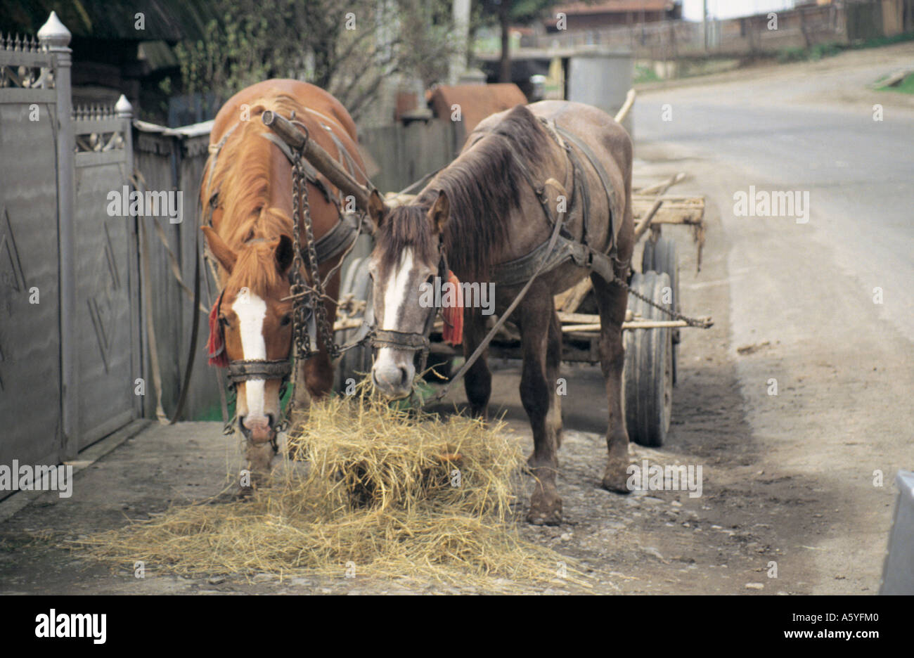 Two horses eating hay at roadside, Ukraine Stock Photo - Alamy