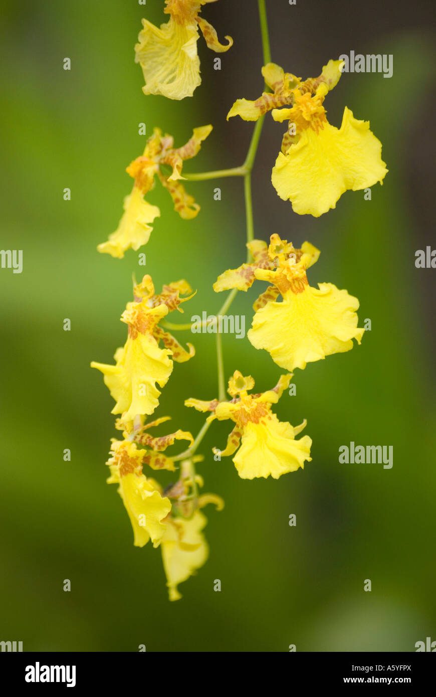 Oncidium orchid Golden Shower in the Kuala Lumpur Orchid Garden Stock ...