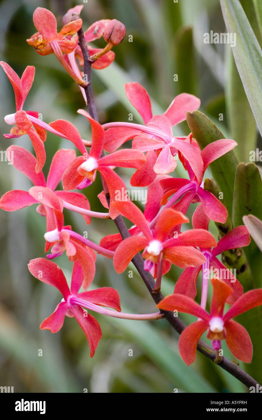 Flower orkid hi-res stock photography and images - Alamy