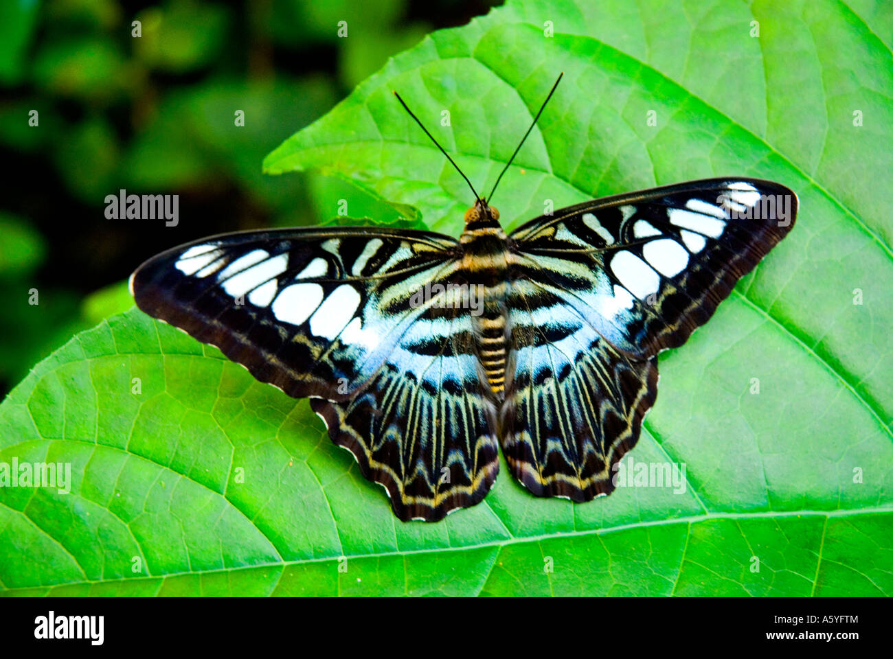 Malaysian Blue Clipper Butterfly Parthenos Sylvia Stock Photo - Alamy