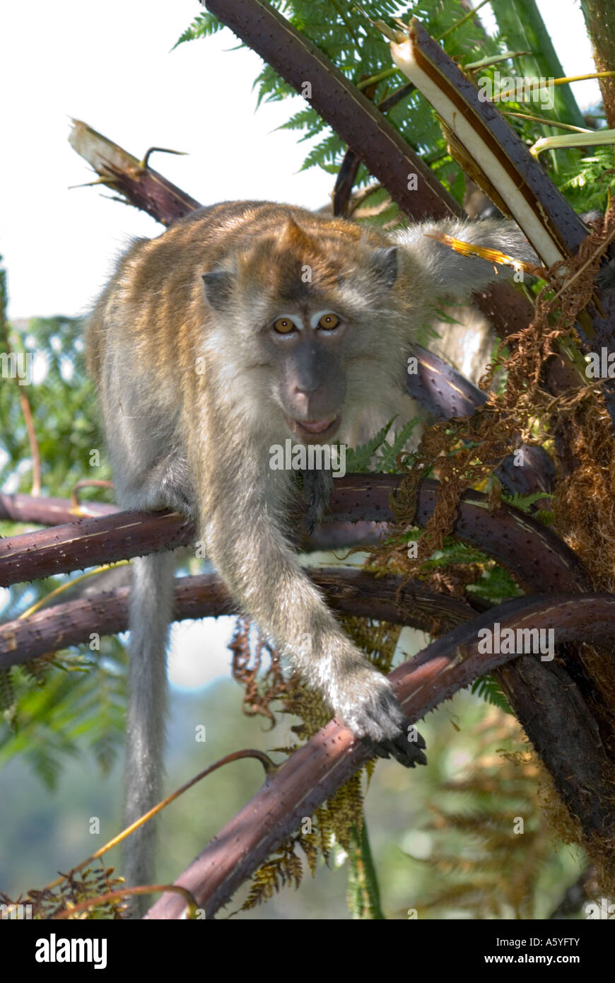 Penang malaysia monkeys hi-res stock photography and images - Alamy
