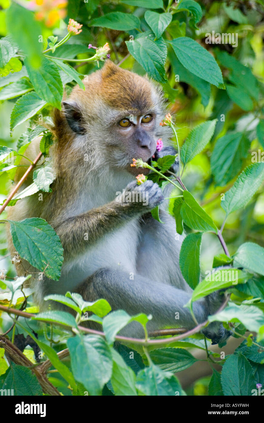 Long tailed Macaque monkey on Penang Hill Stock Photo - Alamy