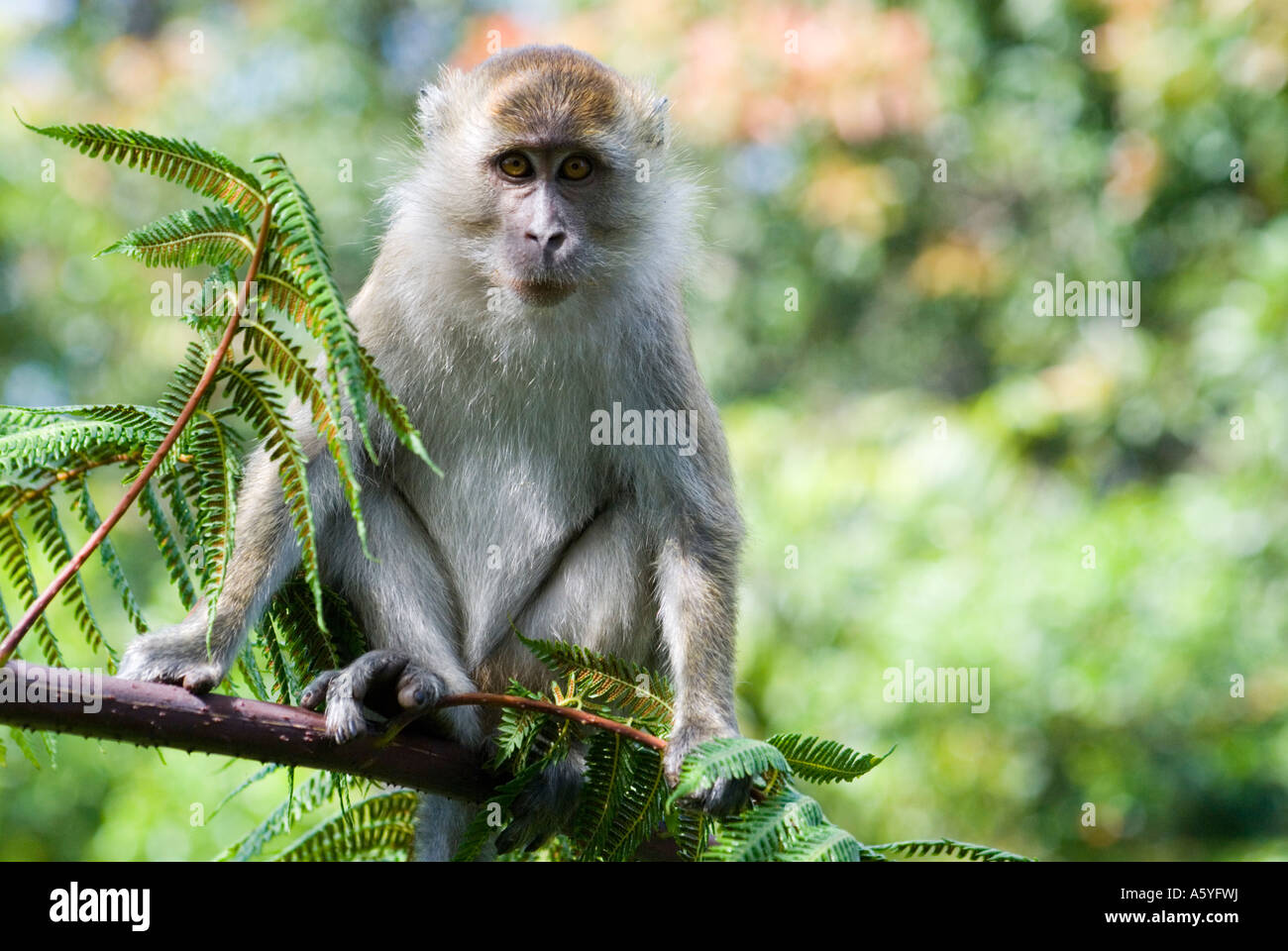 Long tailed Macaque monkey on Penang Hill Stock Photo - Alamy