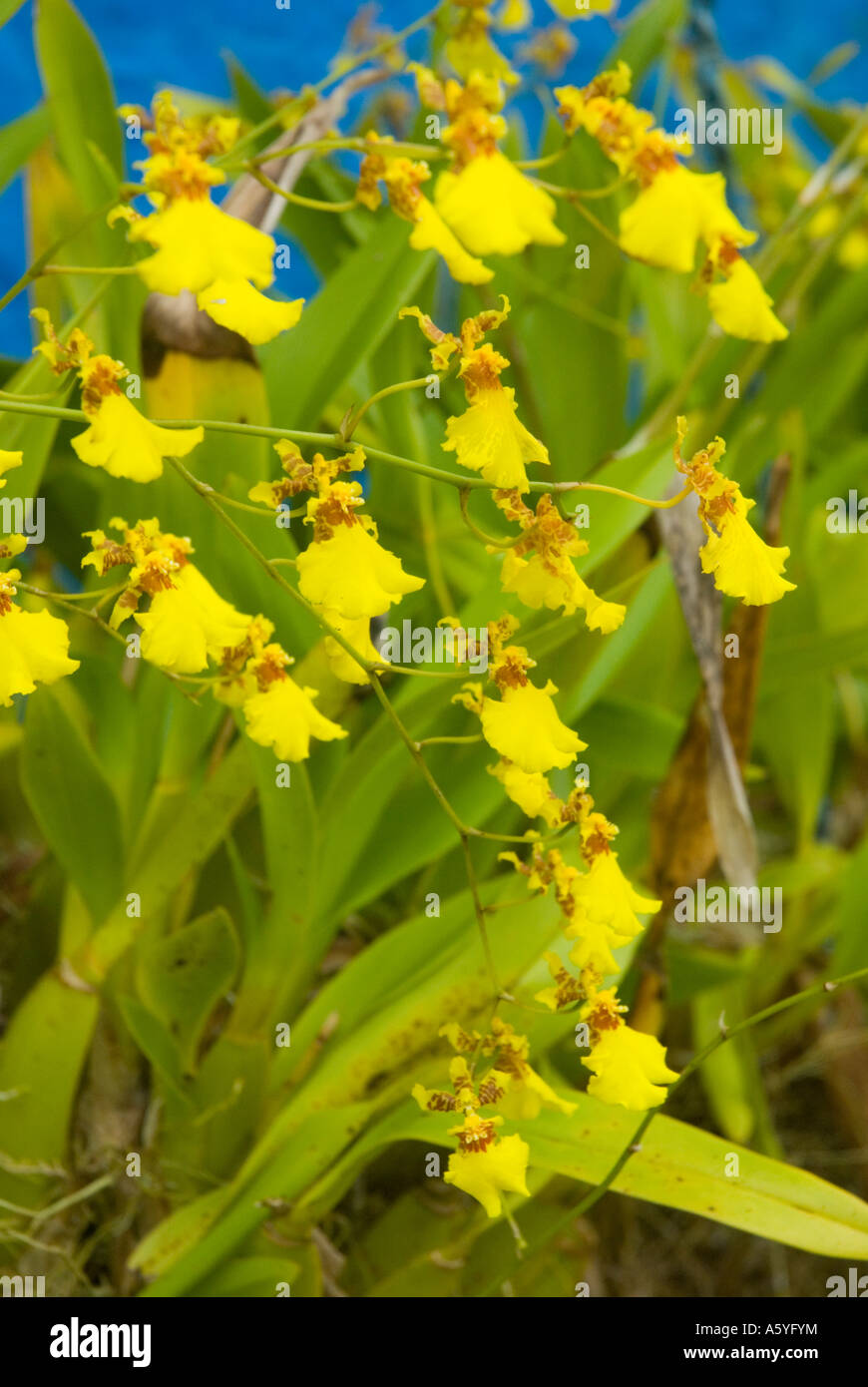 Oncidium orchid Golden Shower Stock Photo - Alamy