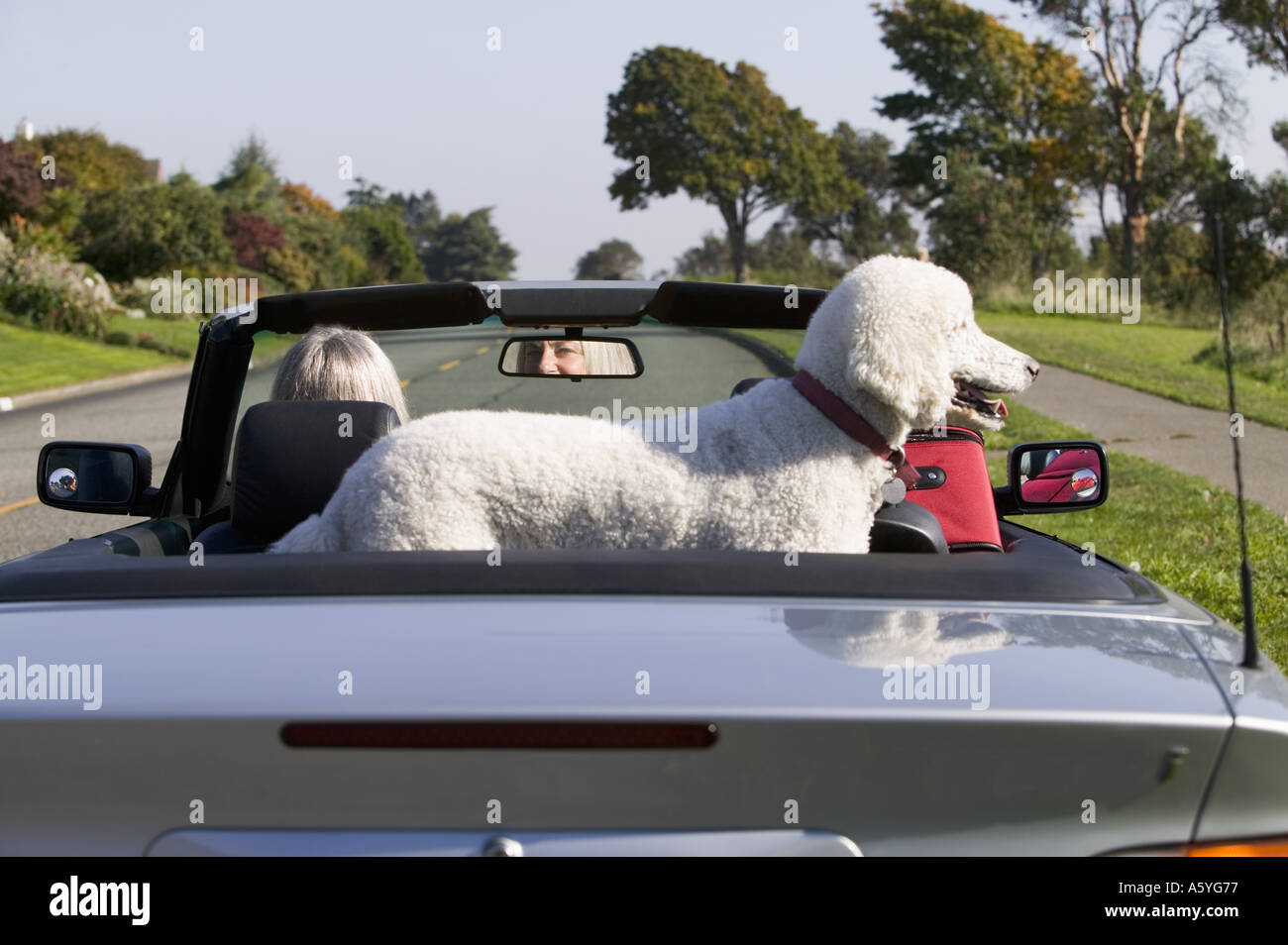 Woman riding convertible car on hi-res stock photography and images - Alamy