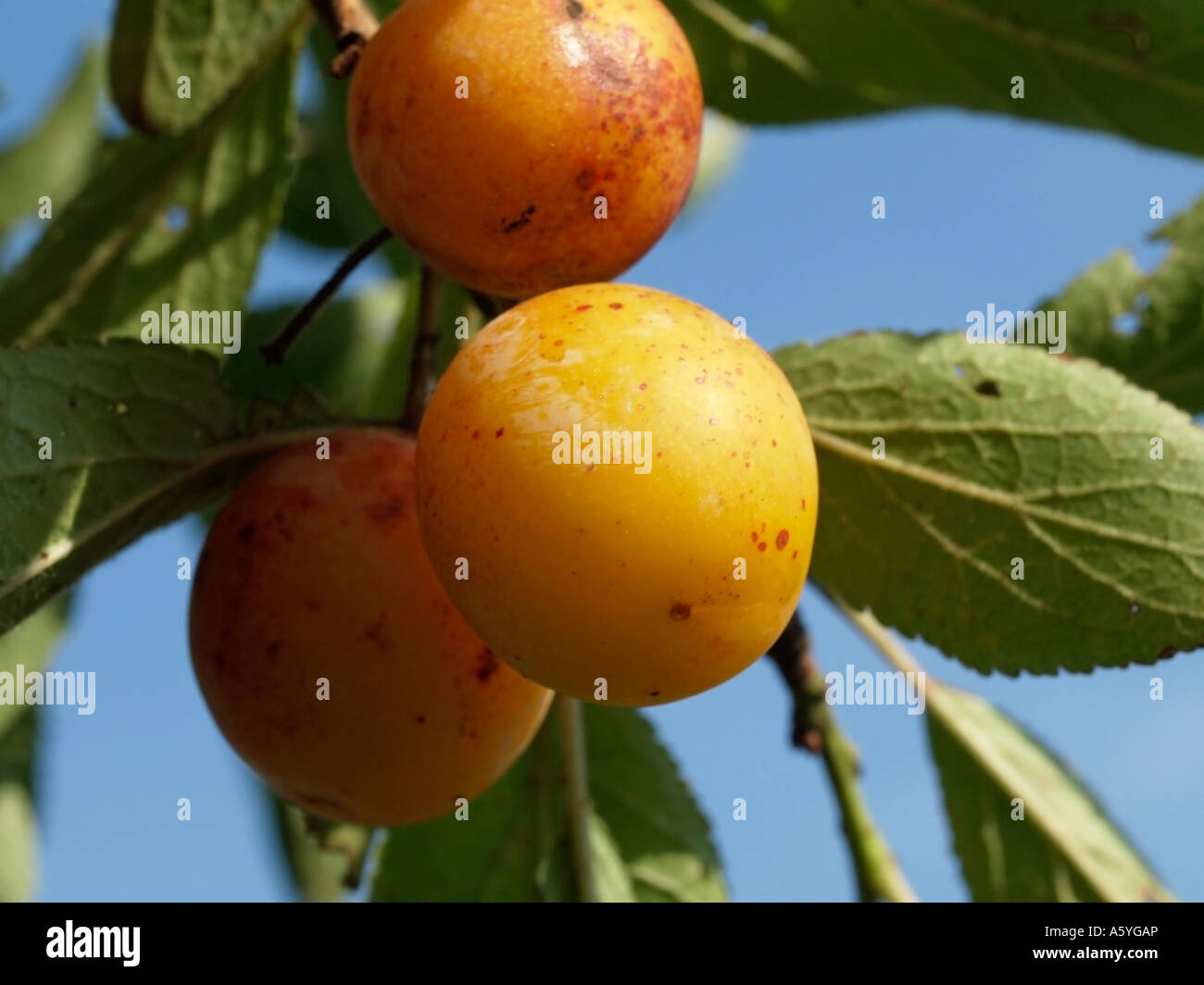 ripe yellow plums prunes mirabelles hanging on a branch of tree Stock ...