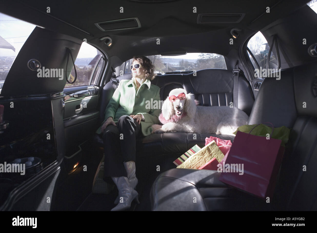 Dog In Limo High Resolution Stock Photography and Images - Alamy