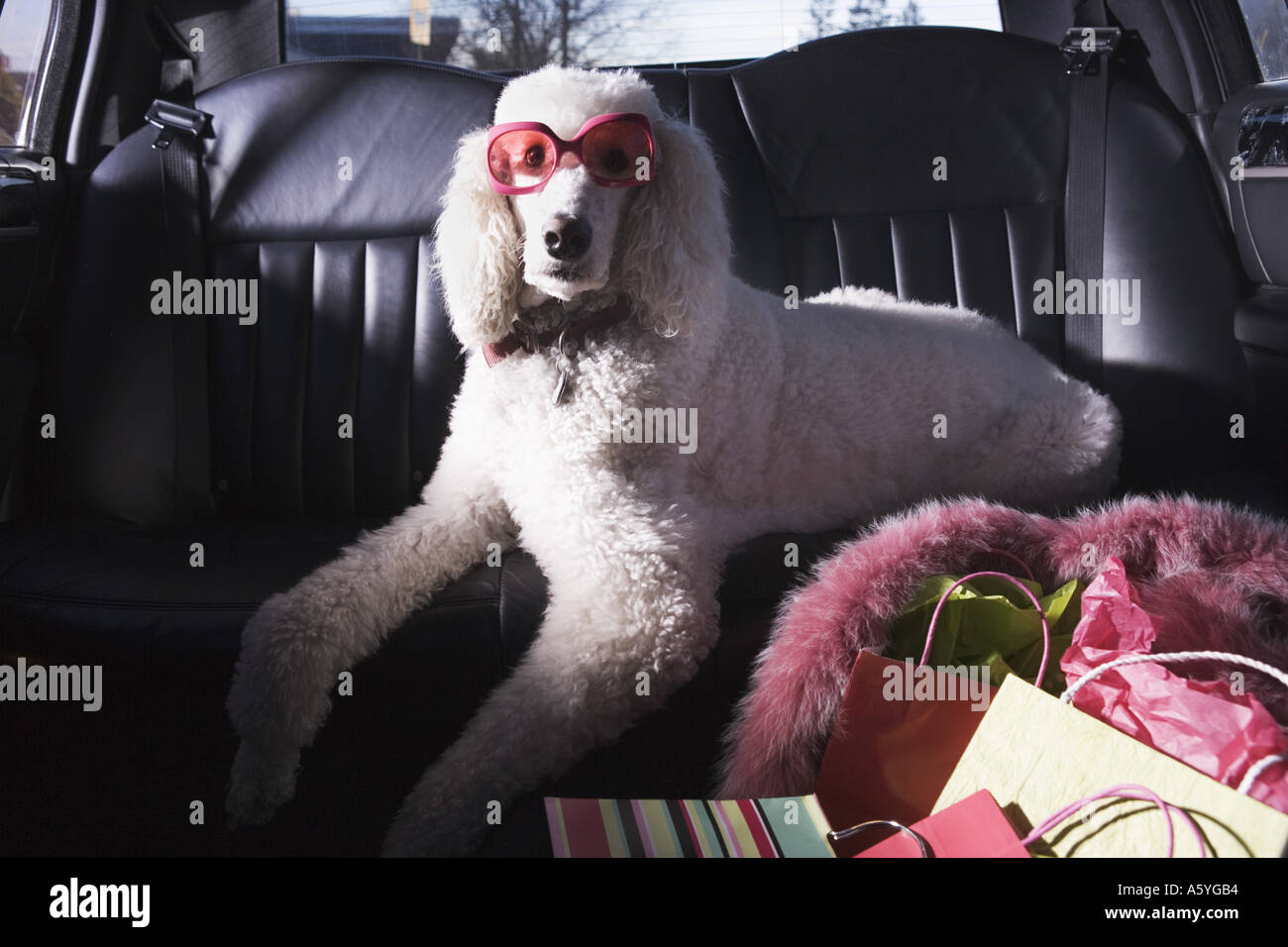 Poodle wearing sunglasses High Resolution Stock Photography and Images ...