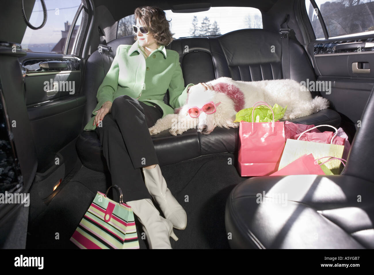 Dog In Limo High Resolution Stock Photography and Images - Alamy
