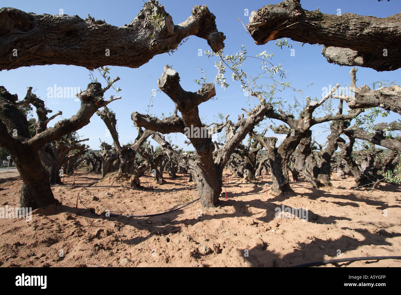 olive trees Greece Peloponnese Stock Photo - Alamy