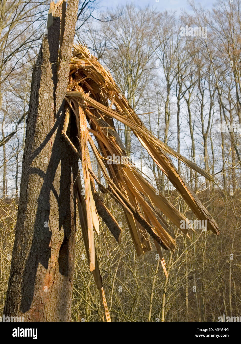 crack damage to forests after storm hurrican Stock Photo - Alamy