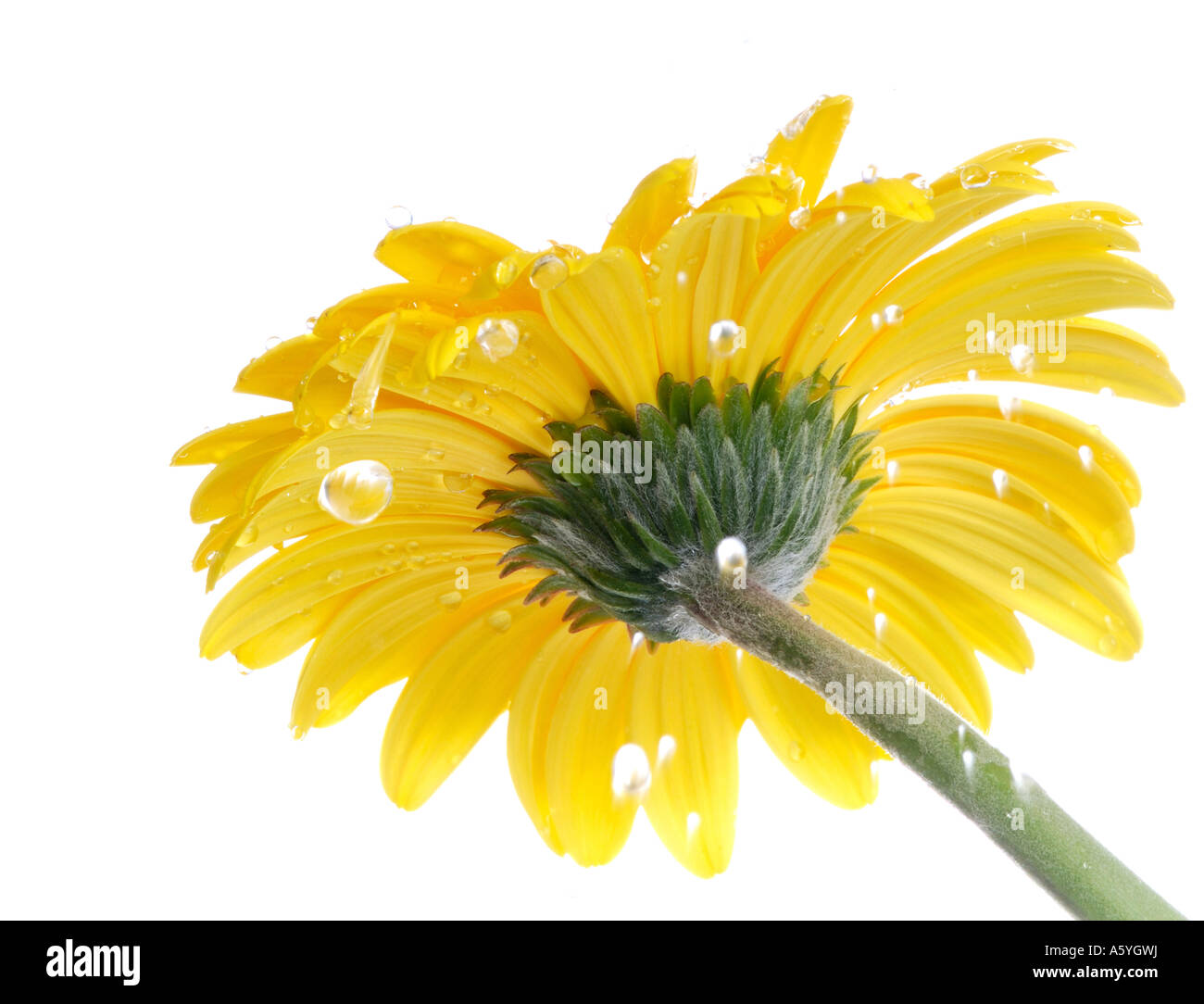 Flowers bloom in rain Cut Out Stock Images & Pictures - Alamy