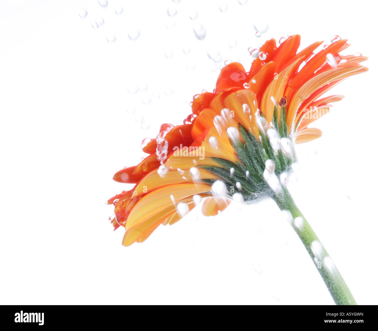 Flowers bloom in rain Cut Out Stock Images & Pictures - Alamy